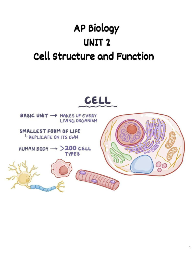 Unit 2 - Cell Structure and Function 2024 | PDF | Cell (Biology ...