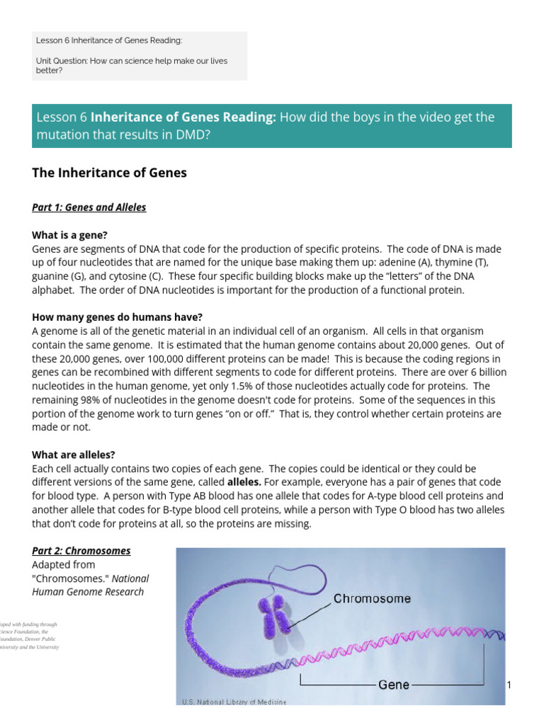 Inheritance of Genes and Chromosomes | PDF | Gene | Chromosome