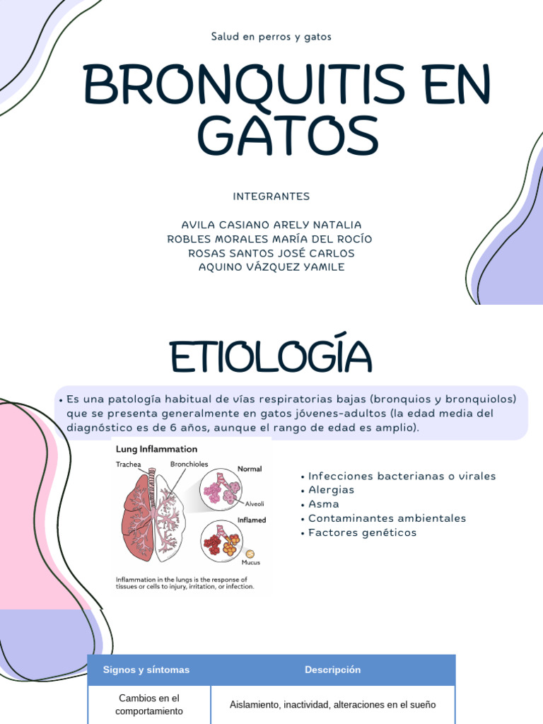 Bronquitis en Gatos: Causas y Tratamiento | PDF | Tos | Bronquitis