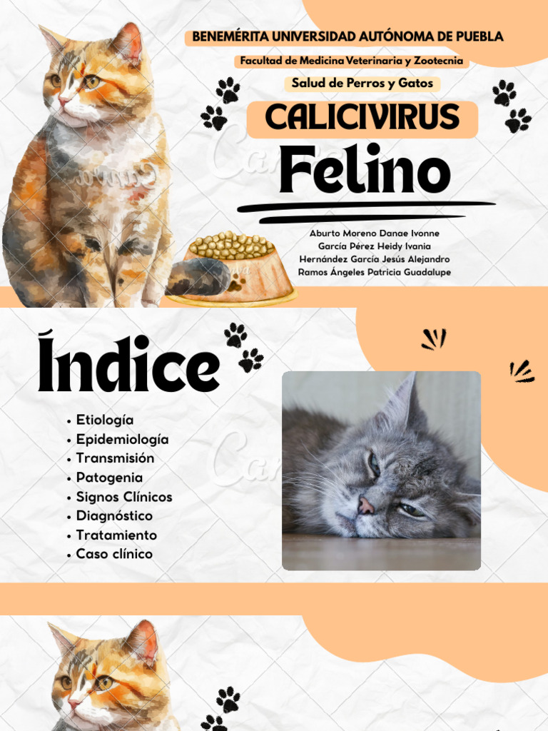 Calicivirus Felino: Diagnóstico y Tratamiento | PDF | Virus | Droga ...