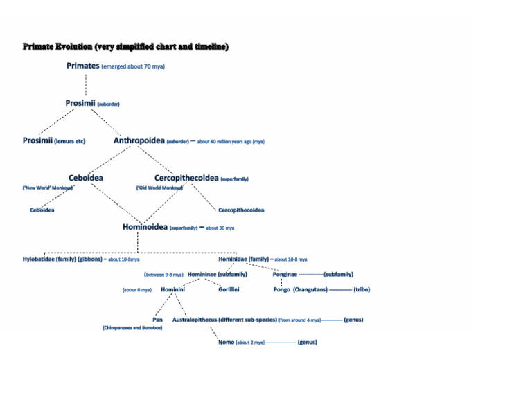 Primate Evolution | PDF