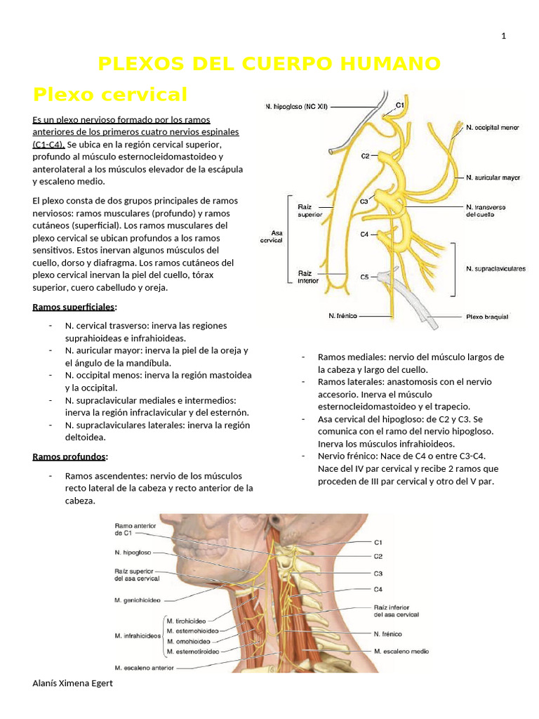 PLEXOS_DEL_CUERPO_HUMANO_resumen_propio | PDF | Extremidades (anatomía) | Neuroanatomía