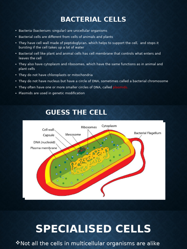 Igcse-2 - Organisation of The Organism Note 2 | PDF | Cell (Biology ...