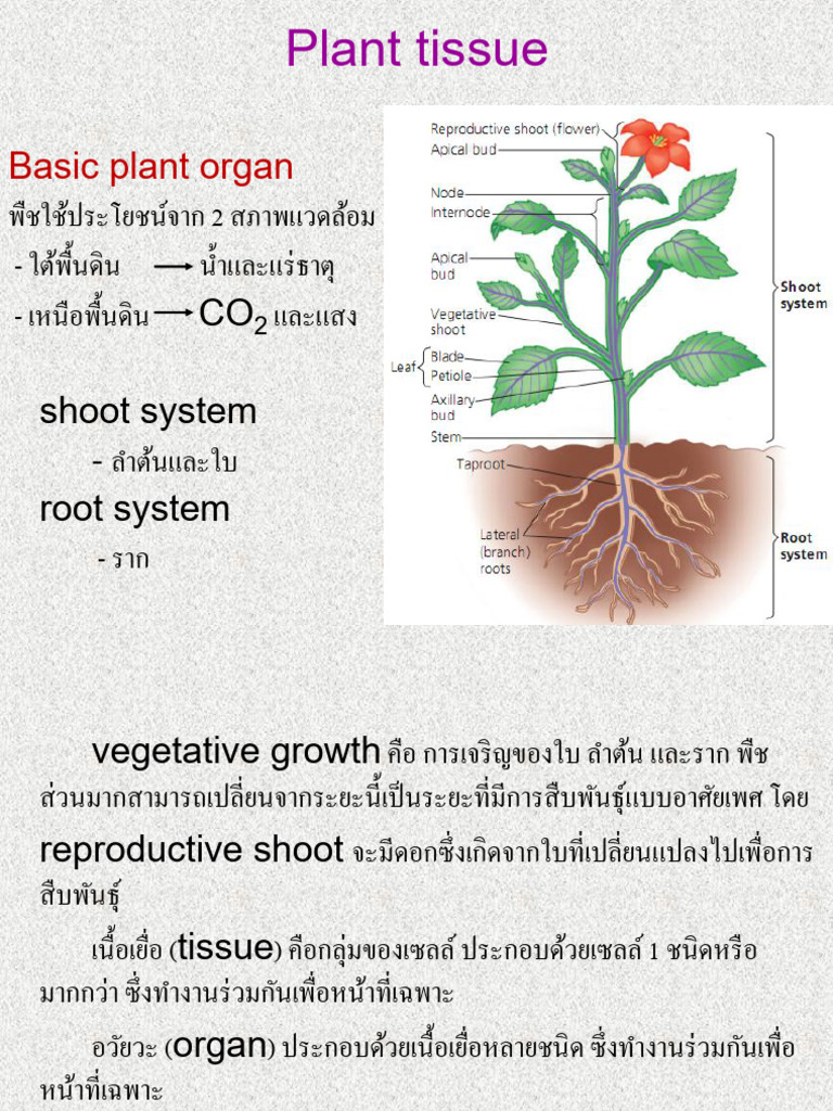 ปี 1 106 plant tissue ย่อ | PDF