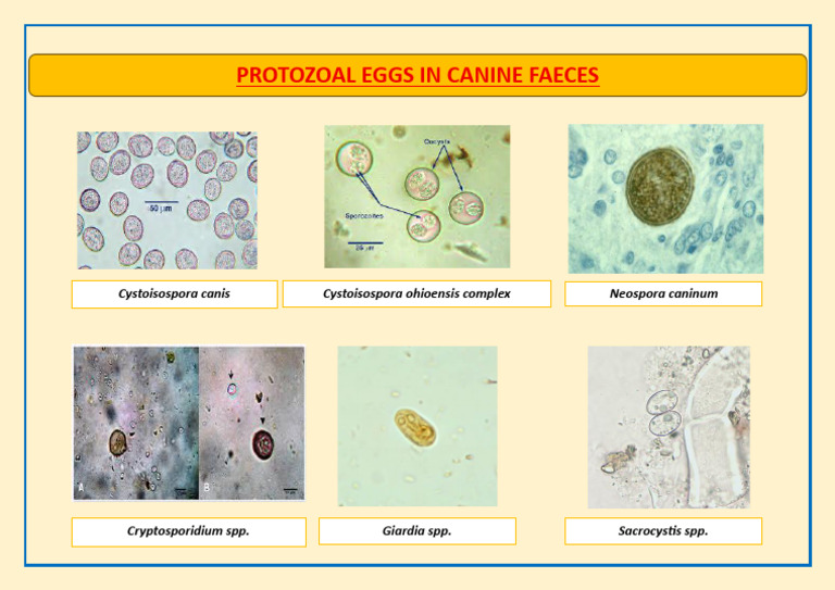 Lab 10 Canine Protozoa | PDF