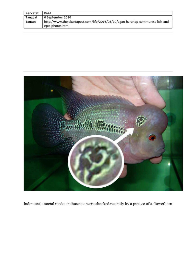 Agan Harahap, Communist Fish and Epic Photos | PDF