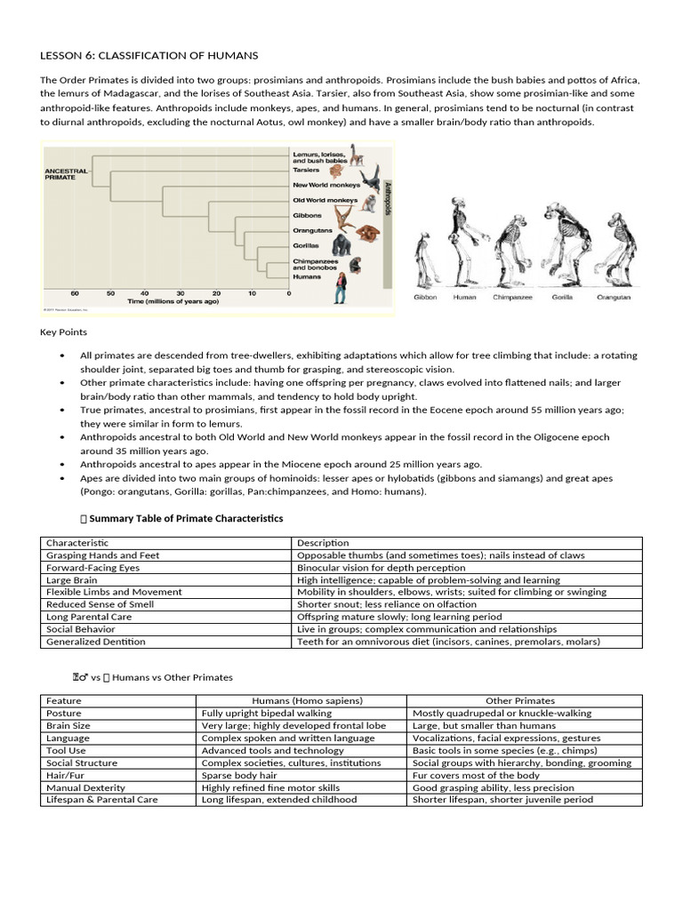Classification of Primates Explained | PDF | Ape | Zoology