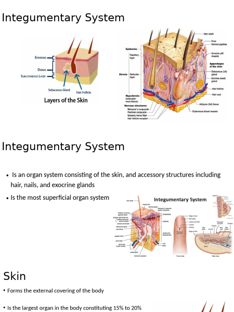 Skin Development, Histology, Appendages and Peripheral Receptors | PDF ...