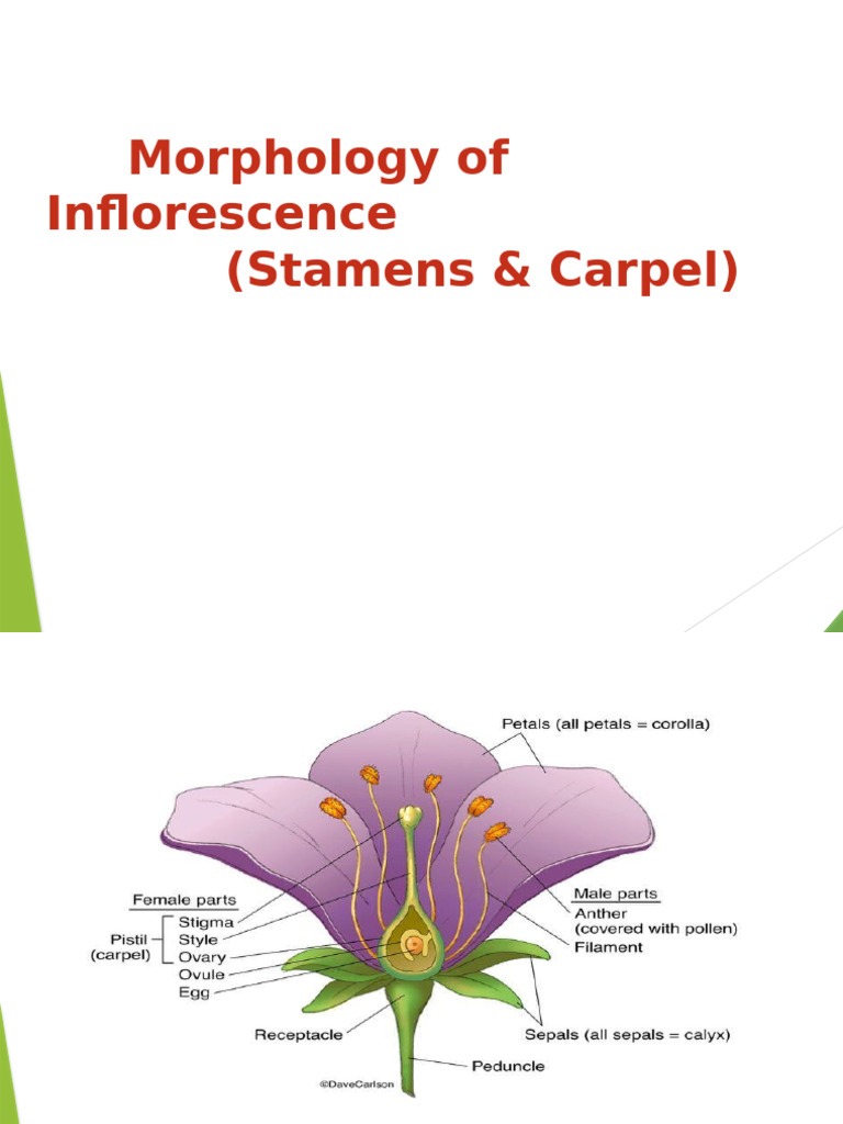 Flower Inflorescence Morphology Guide | PDF | Flowers | Reproduction