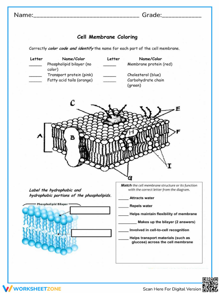 Cell Membrane Coloring | PDF