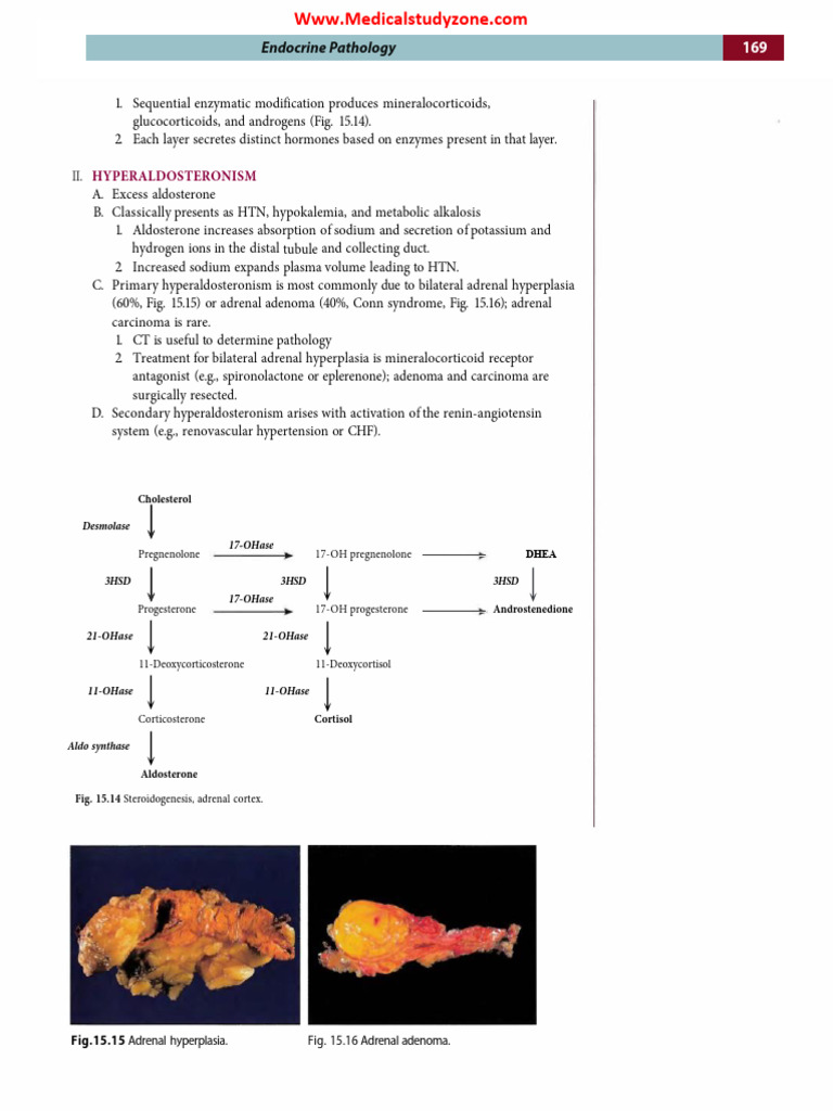 Endo3 | PDF | Adrenal Gland | Cortisol
