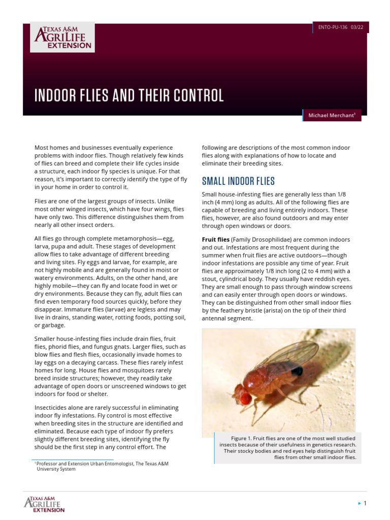 Indoor Fly Identification and Control | PDF | Fly | Ultraviolet