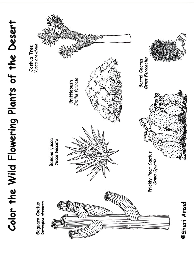Desert Plants | PDF