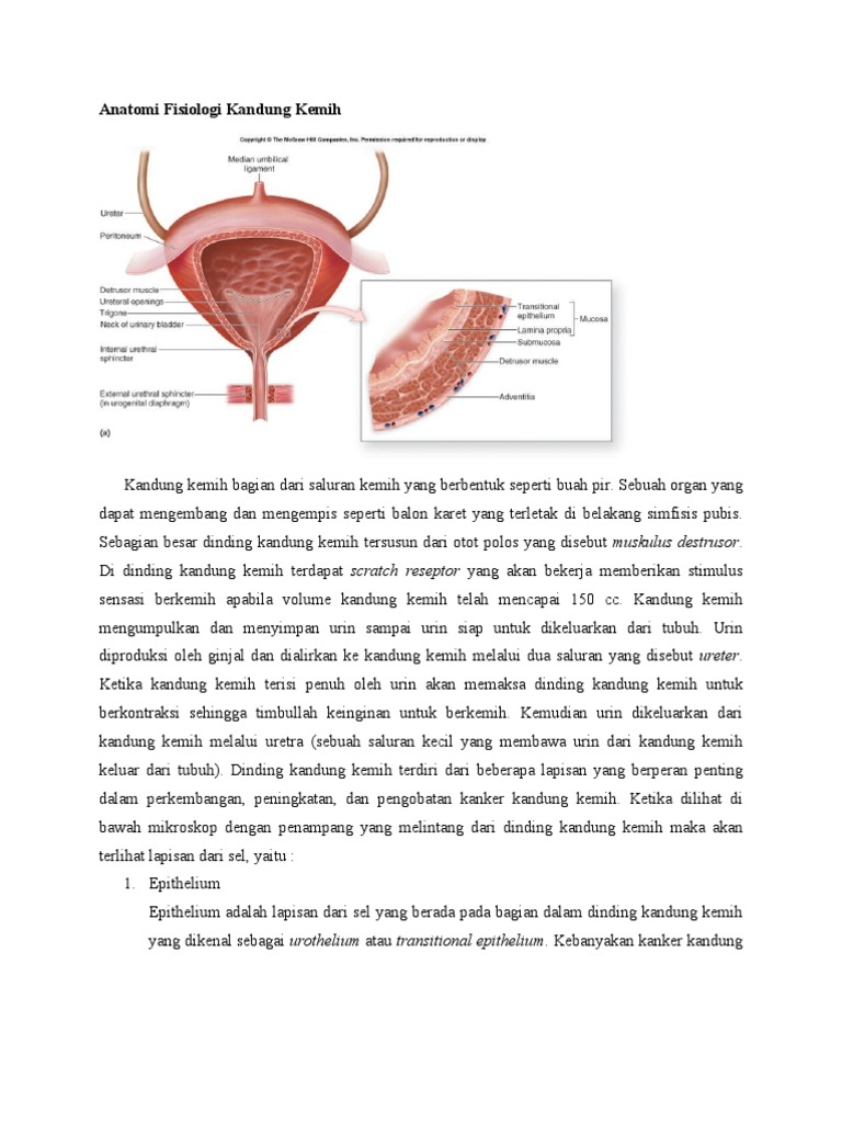 Anatomi Fisiologi Kandung Kemih Pdf