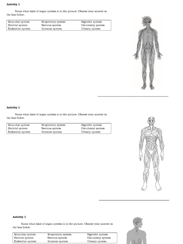Organs | PDF