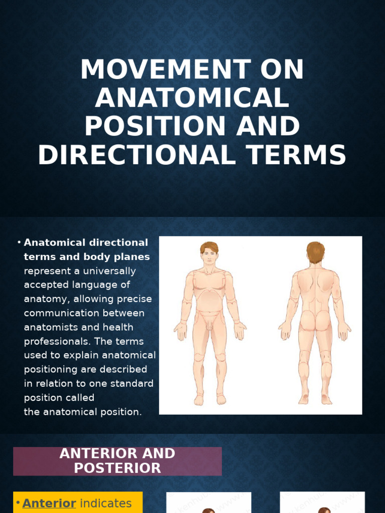 Anatomical Movement Only | PDF | Anatomical Terms Of Location