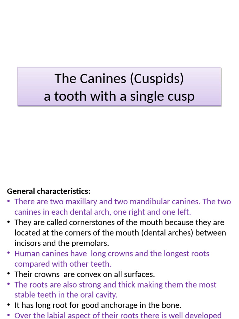 Maxillary Canine Tooth Characteristics | PDF | Dental Anatomy | Dentistry