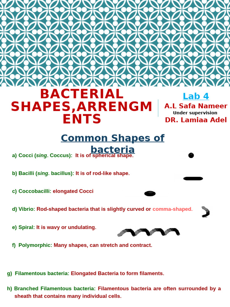 Lab 4. Bacterial Shapes | PDF | Bacteria | Microscopy