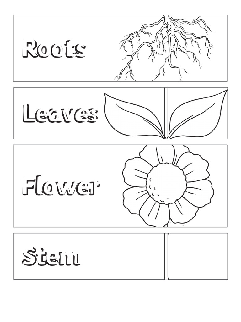 Group Activity Parts of Plants | PDF