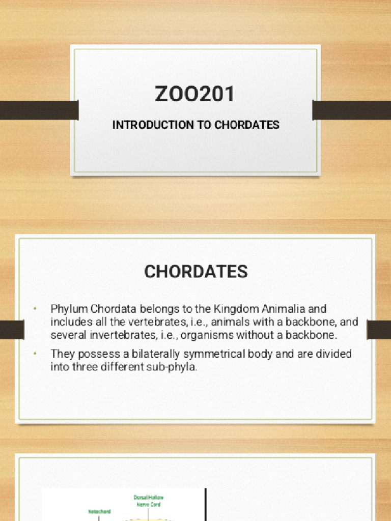 ZOO201 Introduction To Chordates - Phoenix | PDF