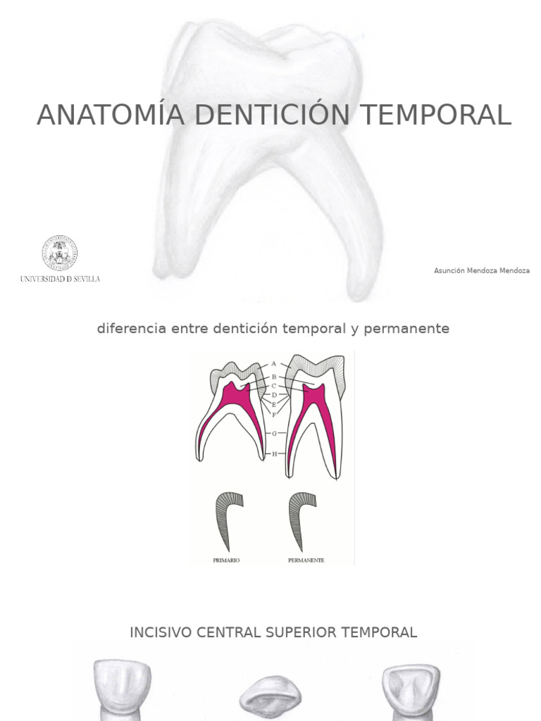 Anatomía de la Dentición Temporal | PDF