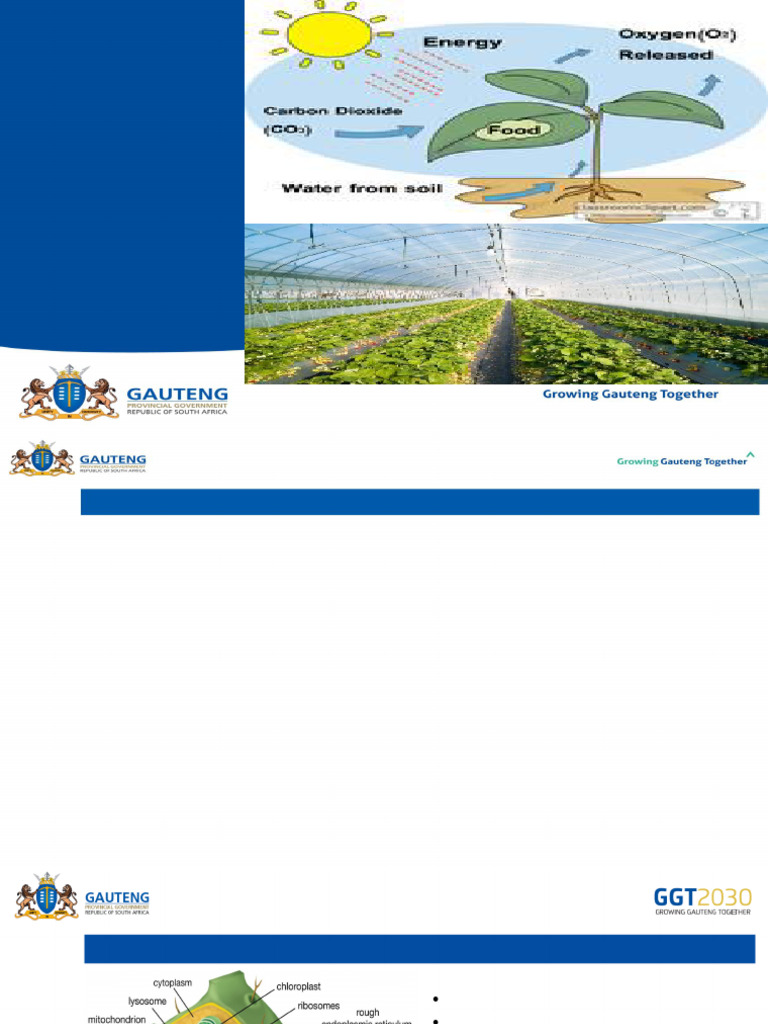 PP5.Photosynthesis (Updated) | PDF | Photosynthesis | Leaf