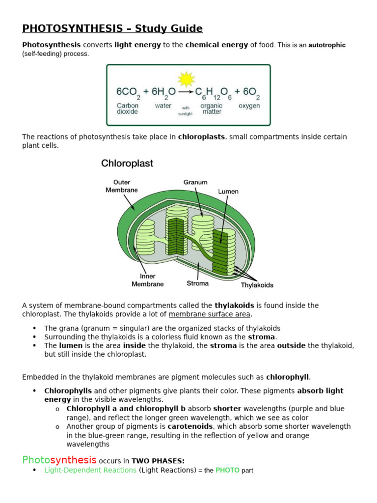 Photosynthesis Study Notes | PDF | Photosynthesis | Chloroplast