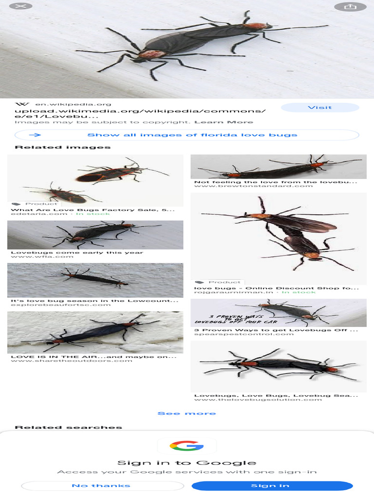 Florida Love Bugs - Google Search | PDF