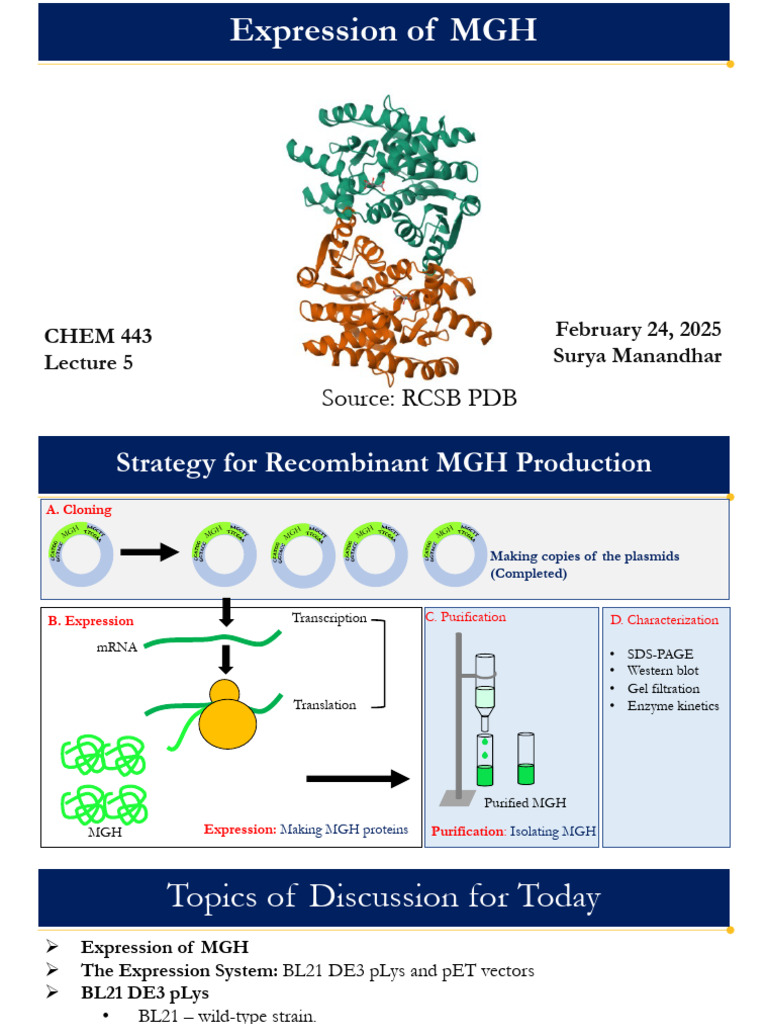 Recombinant MGH Production Strategy | PDF | Operon | Biological Processes
