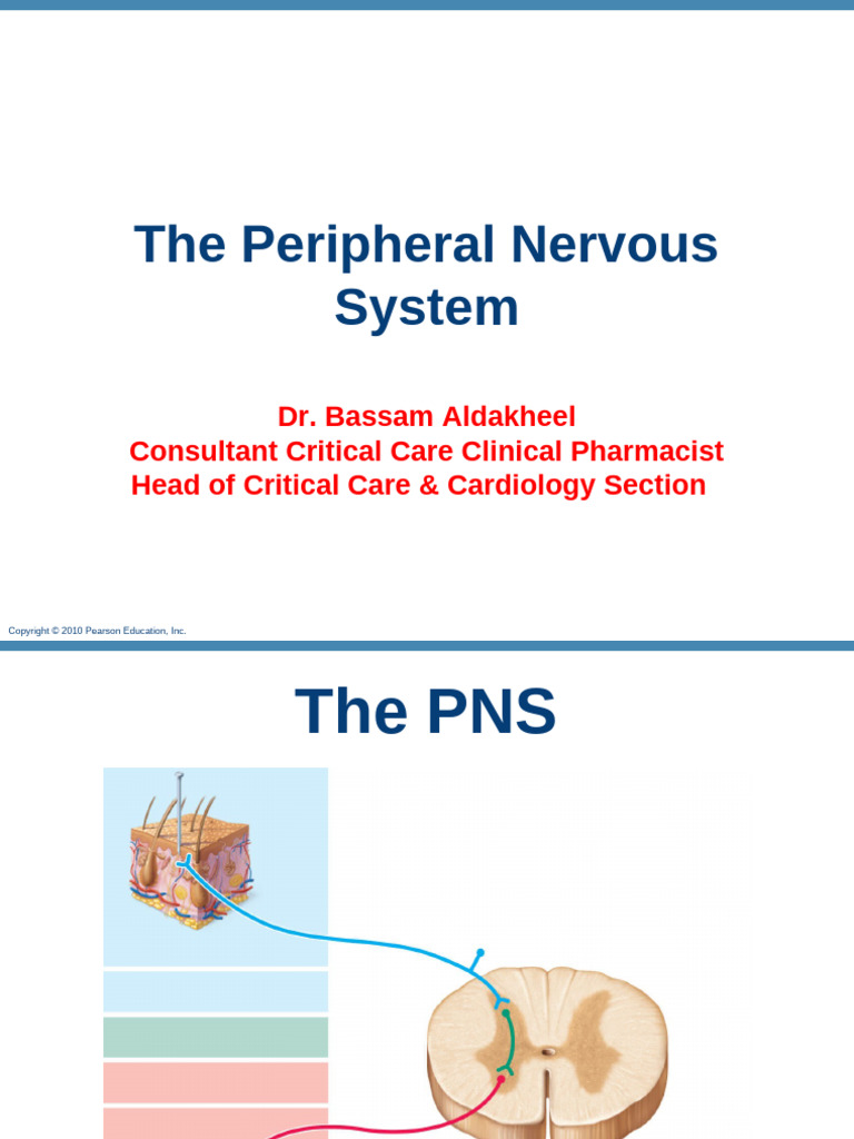 Overview of the Peripheral Nervous System | PDF | Neuroanatomy ...