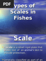 Types and Functions of Fish Scales | PDF | Fish | Aquatic Animals