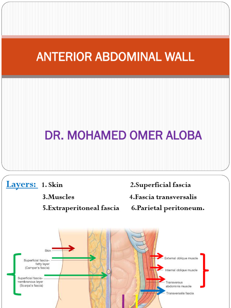 Abdominal Wall Fascia Layers Explained | PDF | Abdomen ...