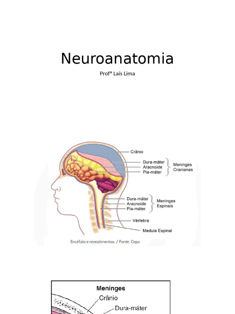 Neuro Anatomia | PDF