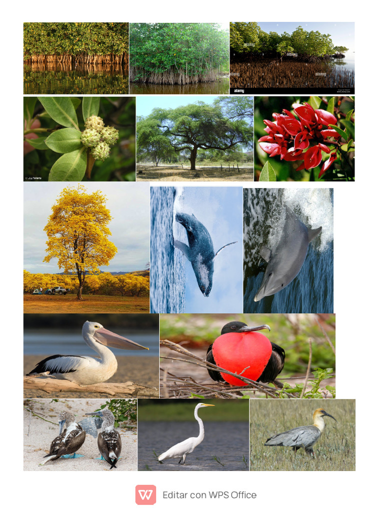 Documento Imprimir | PDF