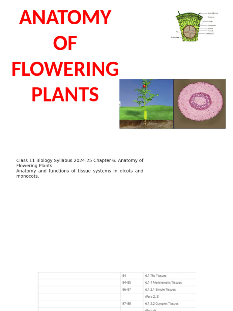 Anatomy of Flowering Plants Overview | PDF | Root | Tissue (Biology)