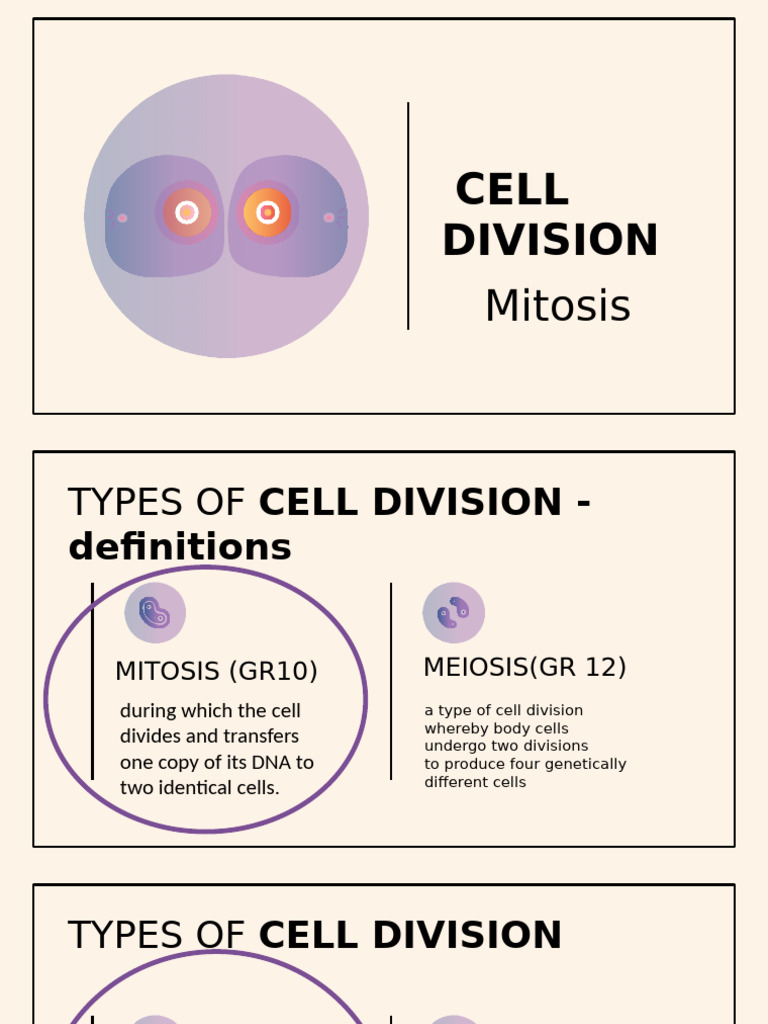 Mitosis Overview for Grade 10 Students | PDF | Mitosis | Chromosome