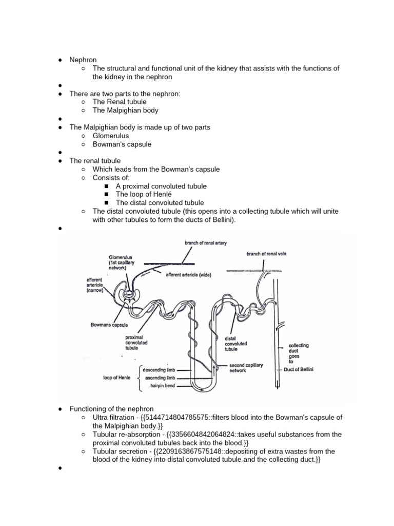 Nephron Structure and Functions Explained | PDF