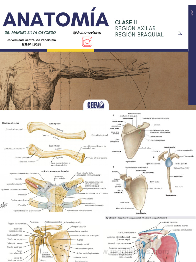 CLASE DE ANATOMÍA. Región Axilar y Región Braquial | PDF | Sistema ...