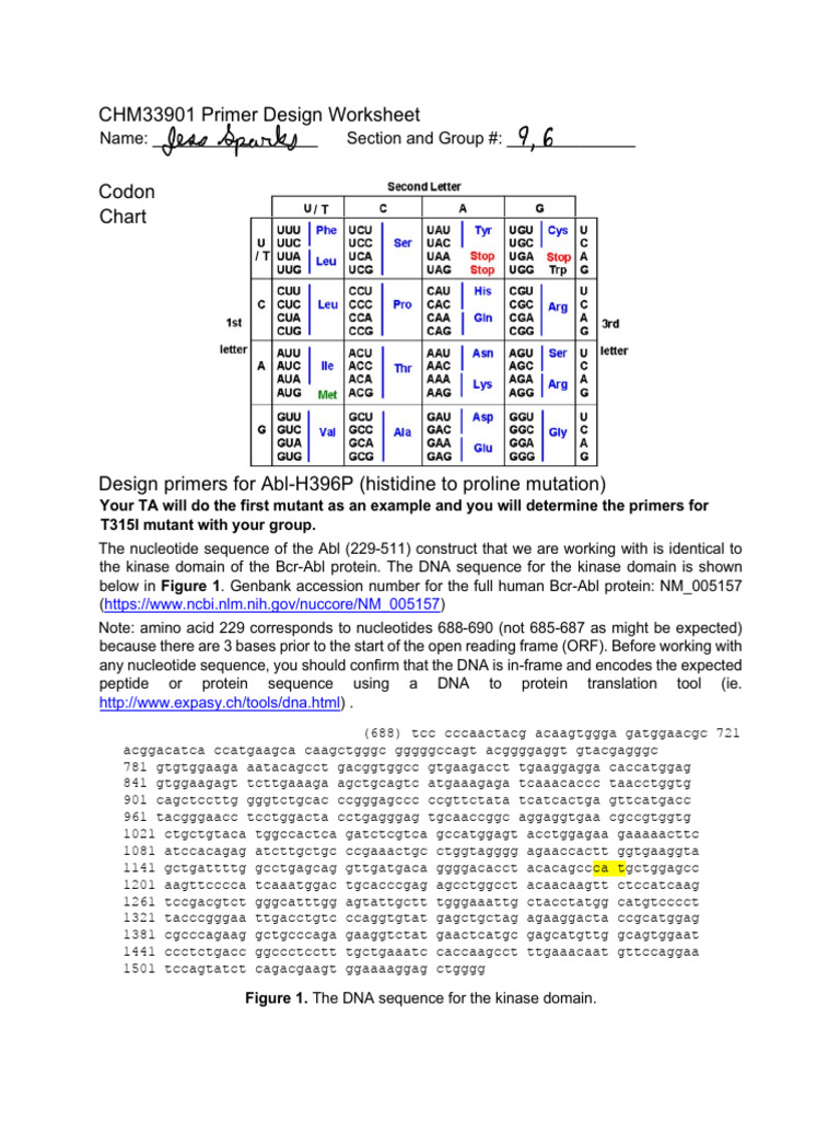 1 CHM33901 Primer Design Worksheet2025 2 | PDF | Primer (Molecular ...