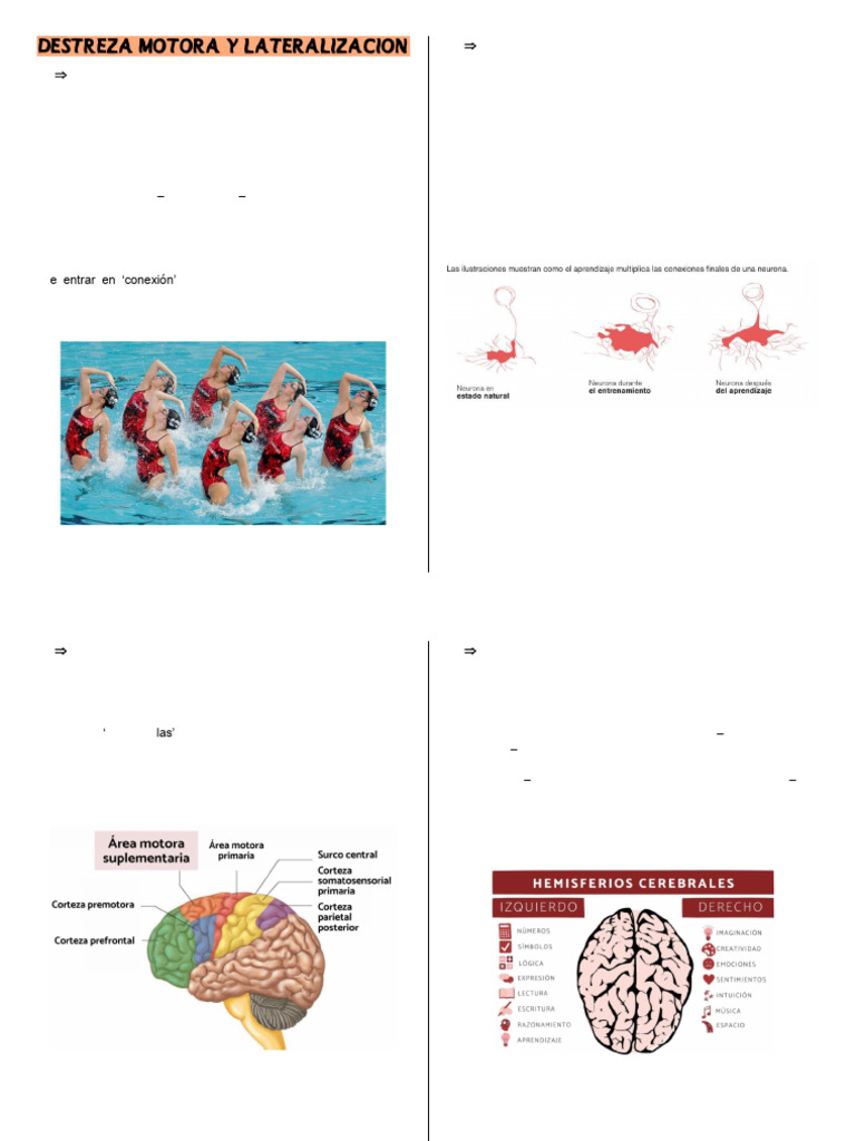 Clase 3 (Final) - Destreza Motora y Lateralización | PDF | Cerebro ...