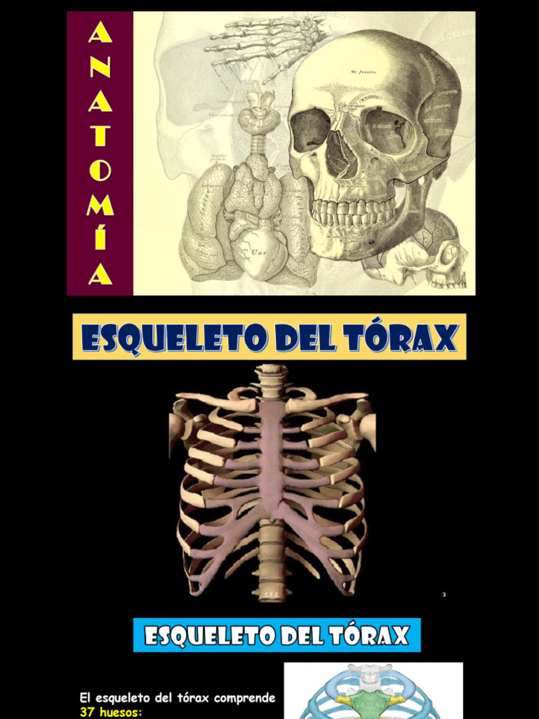 Esqueleto Del Torax | PDF