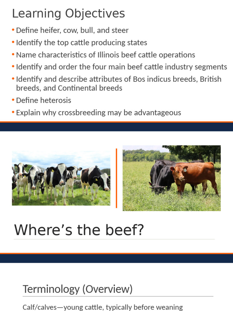 Understanding Beef Cattle Production Basics | PDF | Cattle | Beef