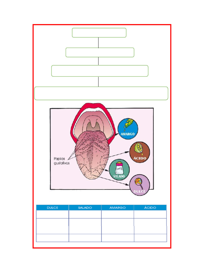 El Gusto y El Tacto | PDF | Gusto | Evaluación neuropsicológica