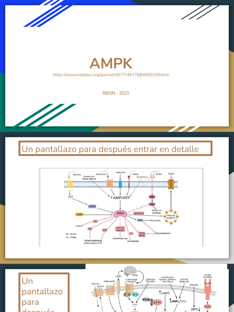 Esquema de AMPK | PDF