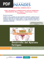 Desarrollo de bolsas y hendiduras faringeas | PDF | Epitelio | Timo