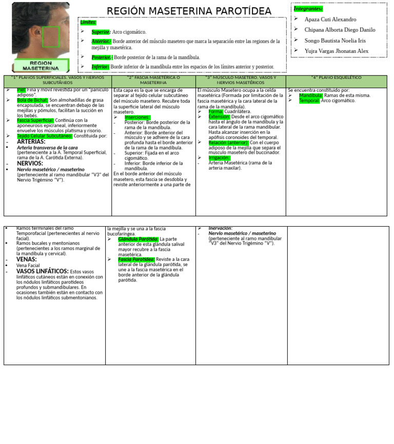 Región Maseterina Parotídea | PDF | Anatomía humana | Cabeza y cuello ...