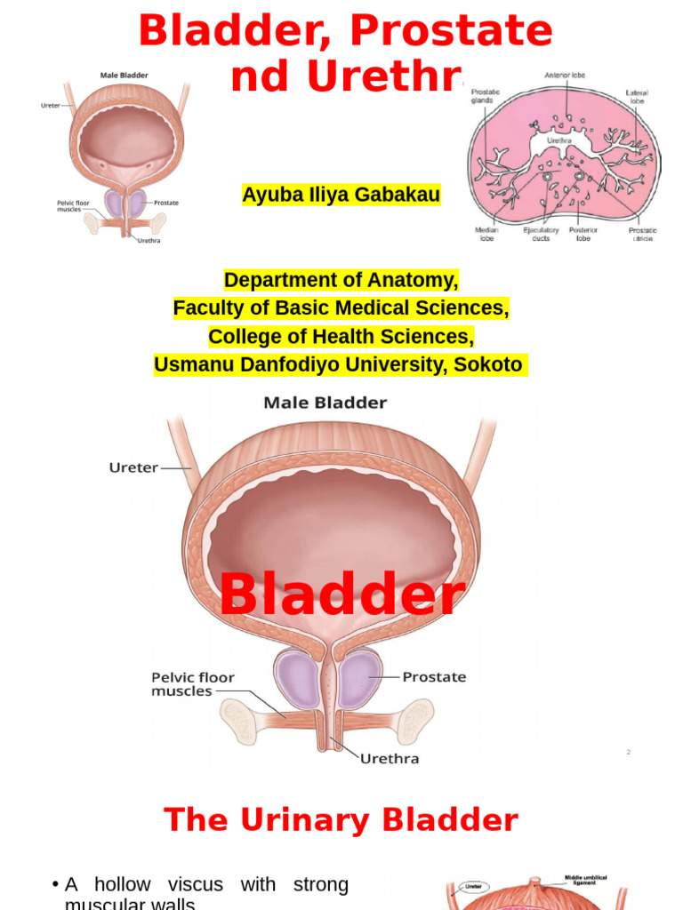 Prostate and Bladder Anatomy Overview | PDF | Prostate | Urinary ...