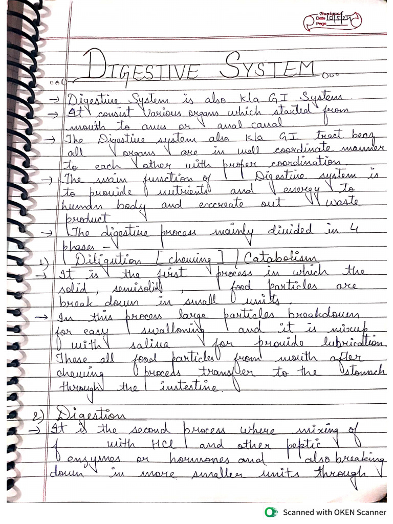 Digestive System (Anatomy) | PDF