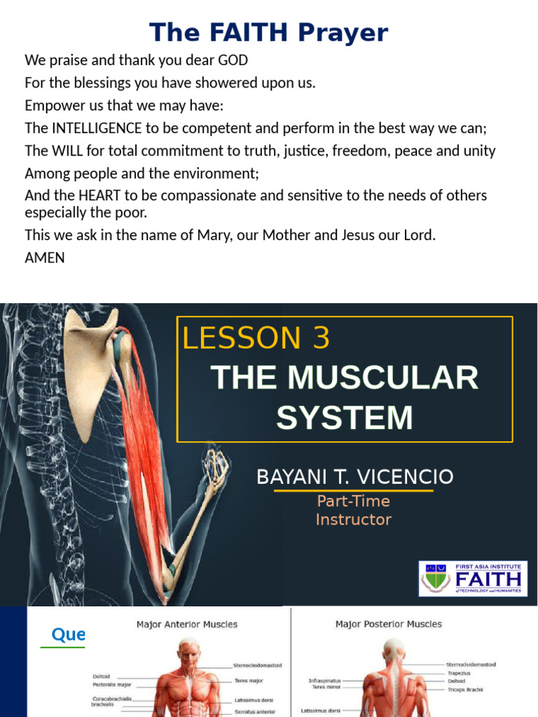 Overview of the Muscular System | PDF | Skeletal Muscle | Muscle