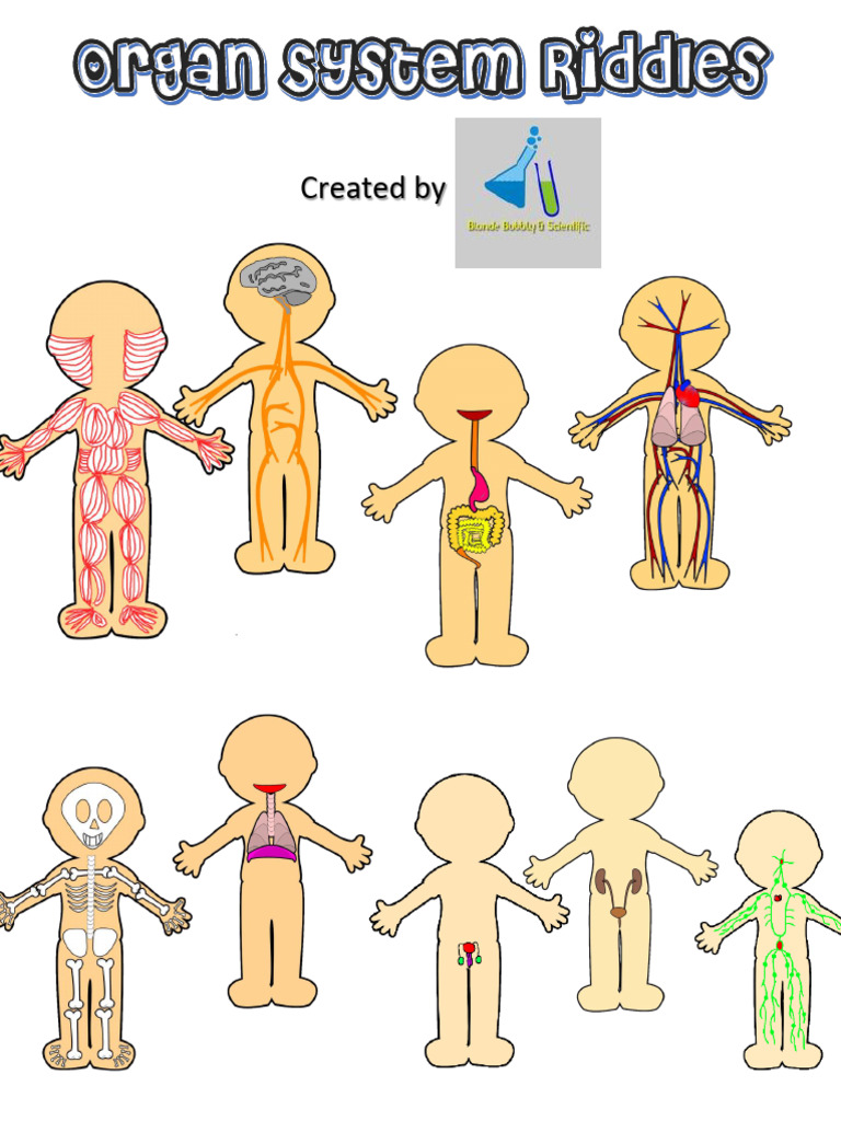 Human Body Systems Riddles | PDF